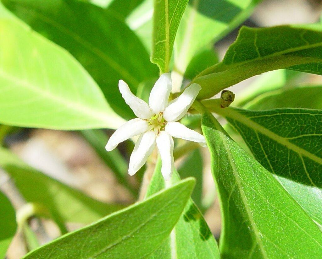 Timonius from Wunaamin Miliwundi Ranges WA 6728, Australia on August 5 ...