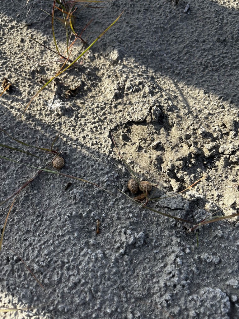 Taiwan Hare from Yulin, Taiwan, Taiwan on February 02, 2023 at 03:31 PM ...