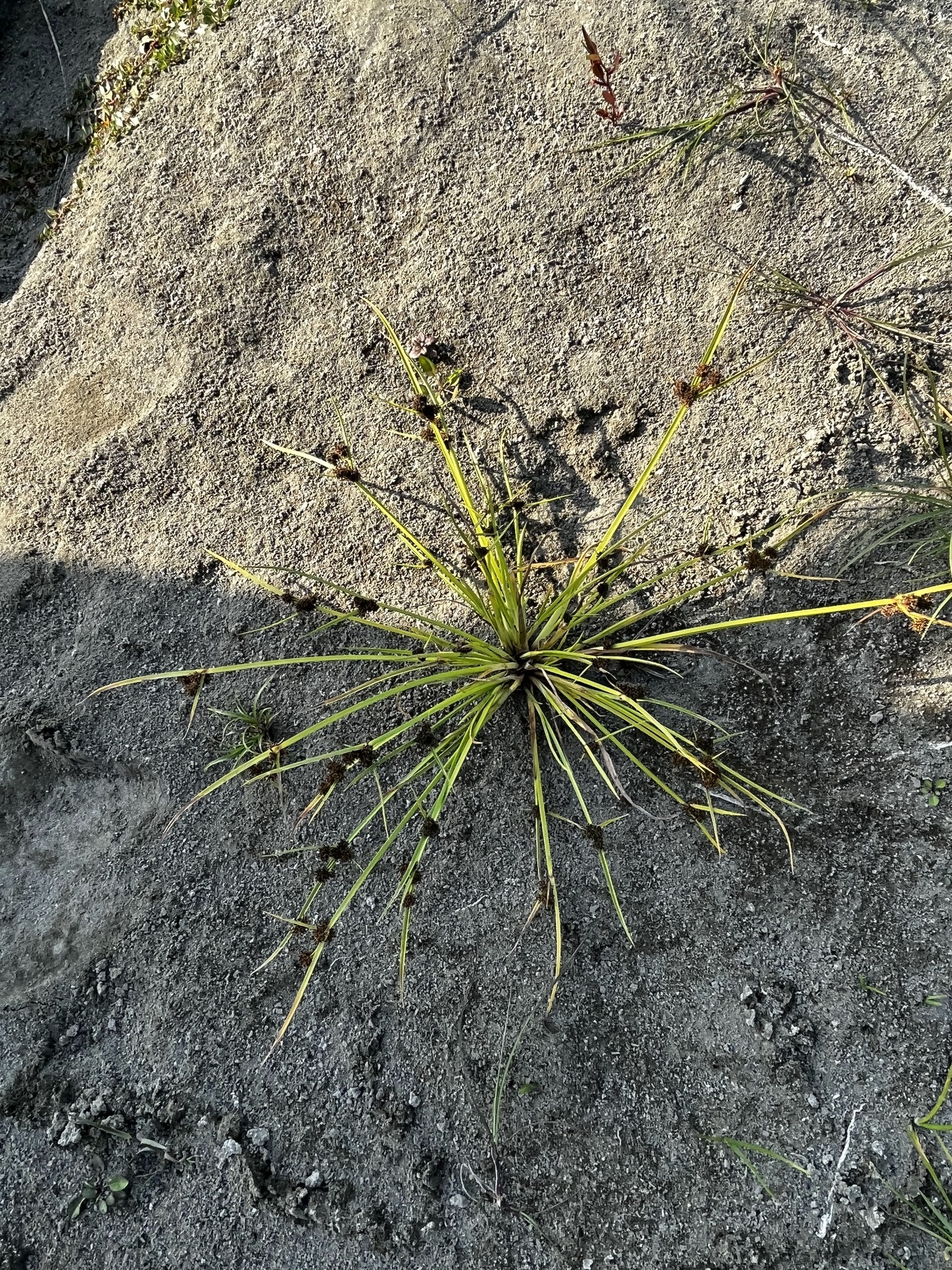 Cyperus difformis L.