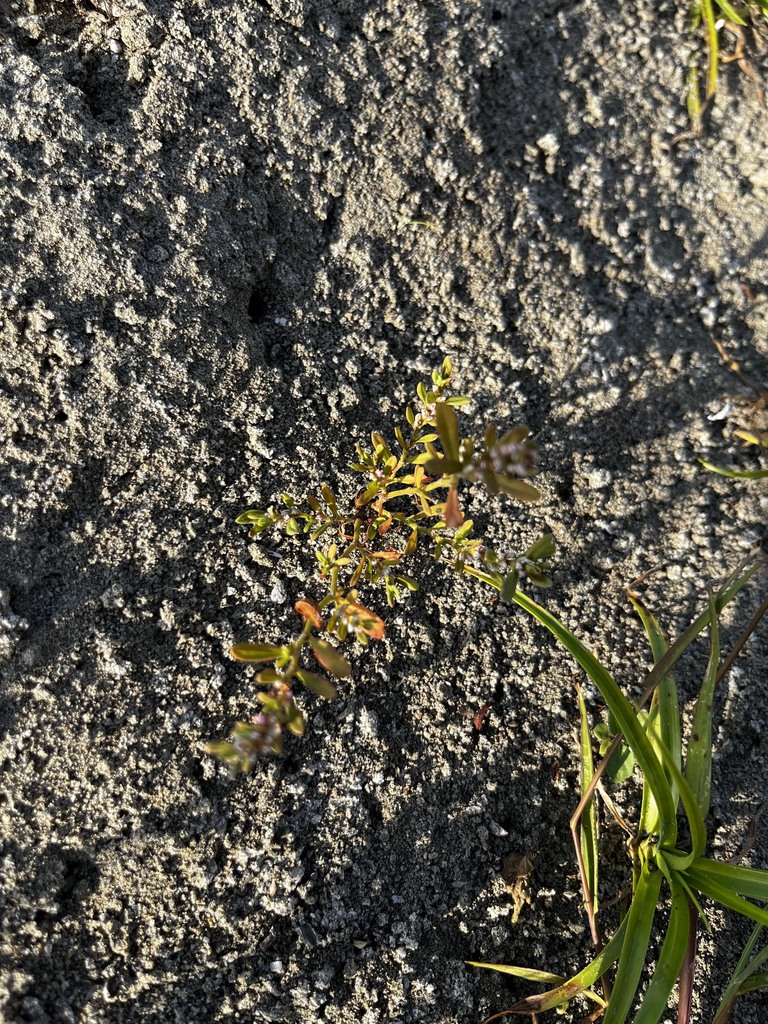 Small Knotweed from Yulin, Taiwan, Taiwan on February 2, 2023 at 03:39 ...