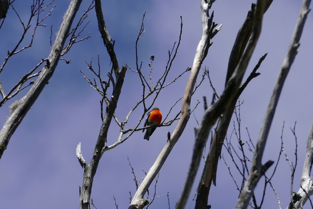 Flame Robin from Remainder of ACT, AU-CT, AU on December 17, 2022 at 11 ...