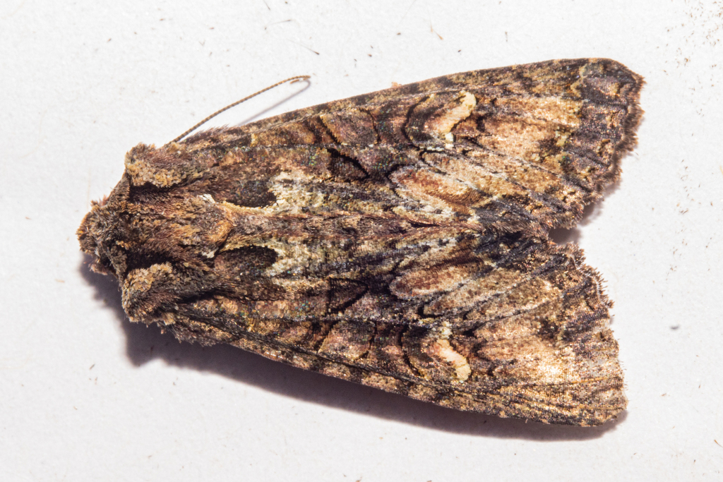 Meterana dotata from Southland District, Southland, New Zealand on ...