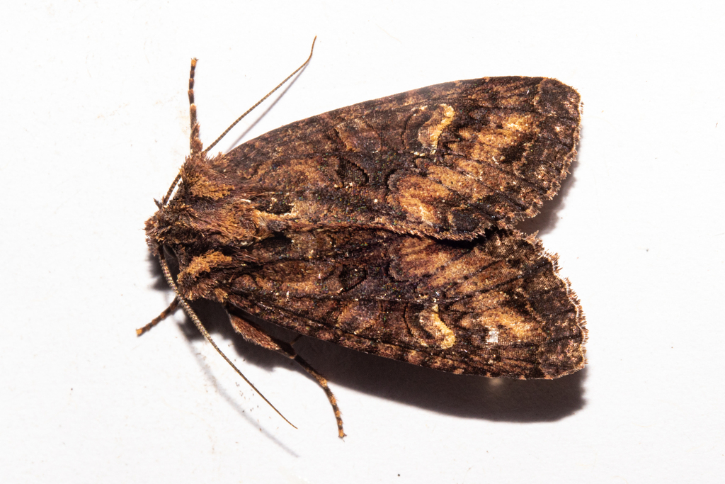 Meterana dotata from Southland District, Southland, New Zealand on ...