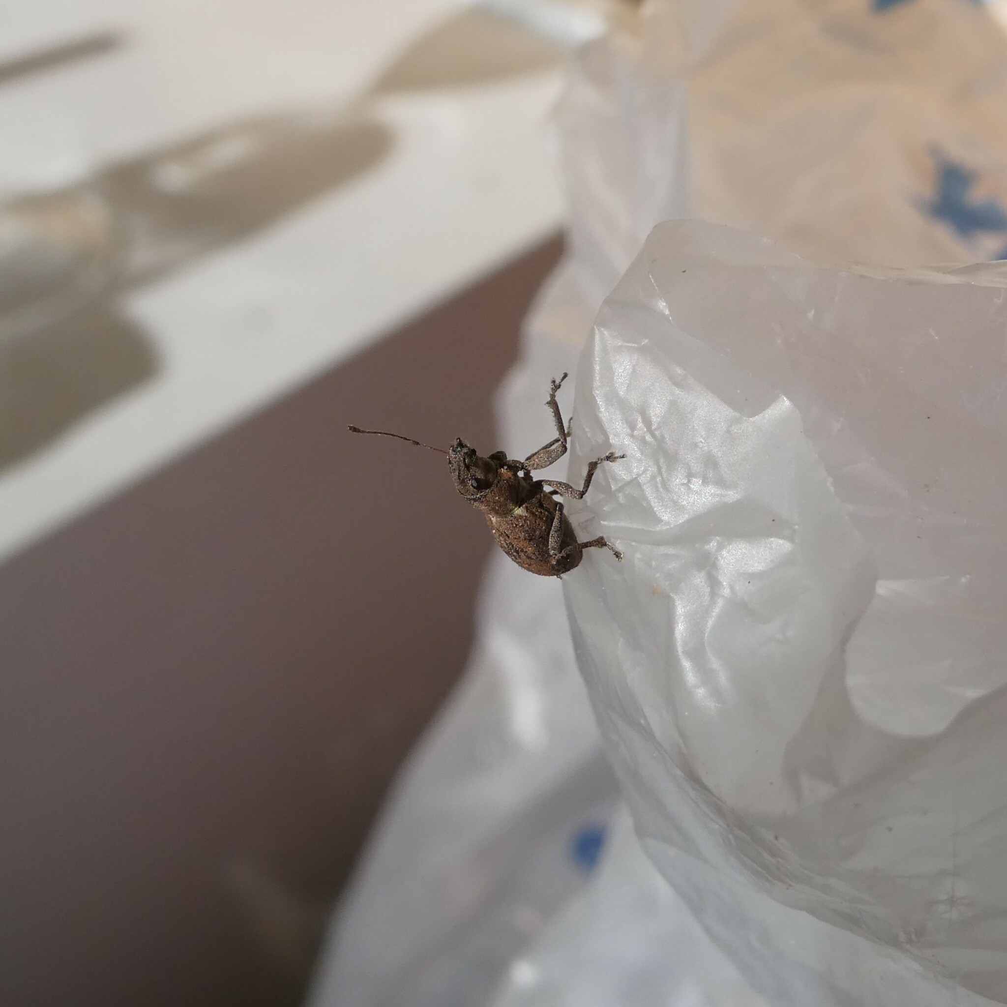 Pantomorus cervinus (Boheman, 1840)