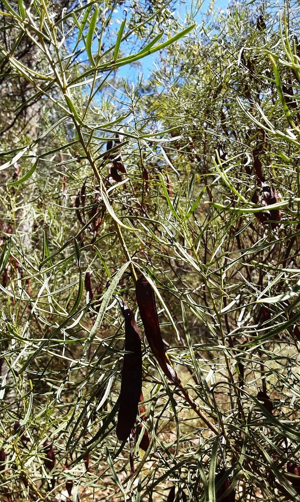 Twin-leaf Desert Senna from Glen Davis NSW 2846, Australia on February ...