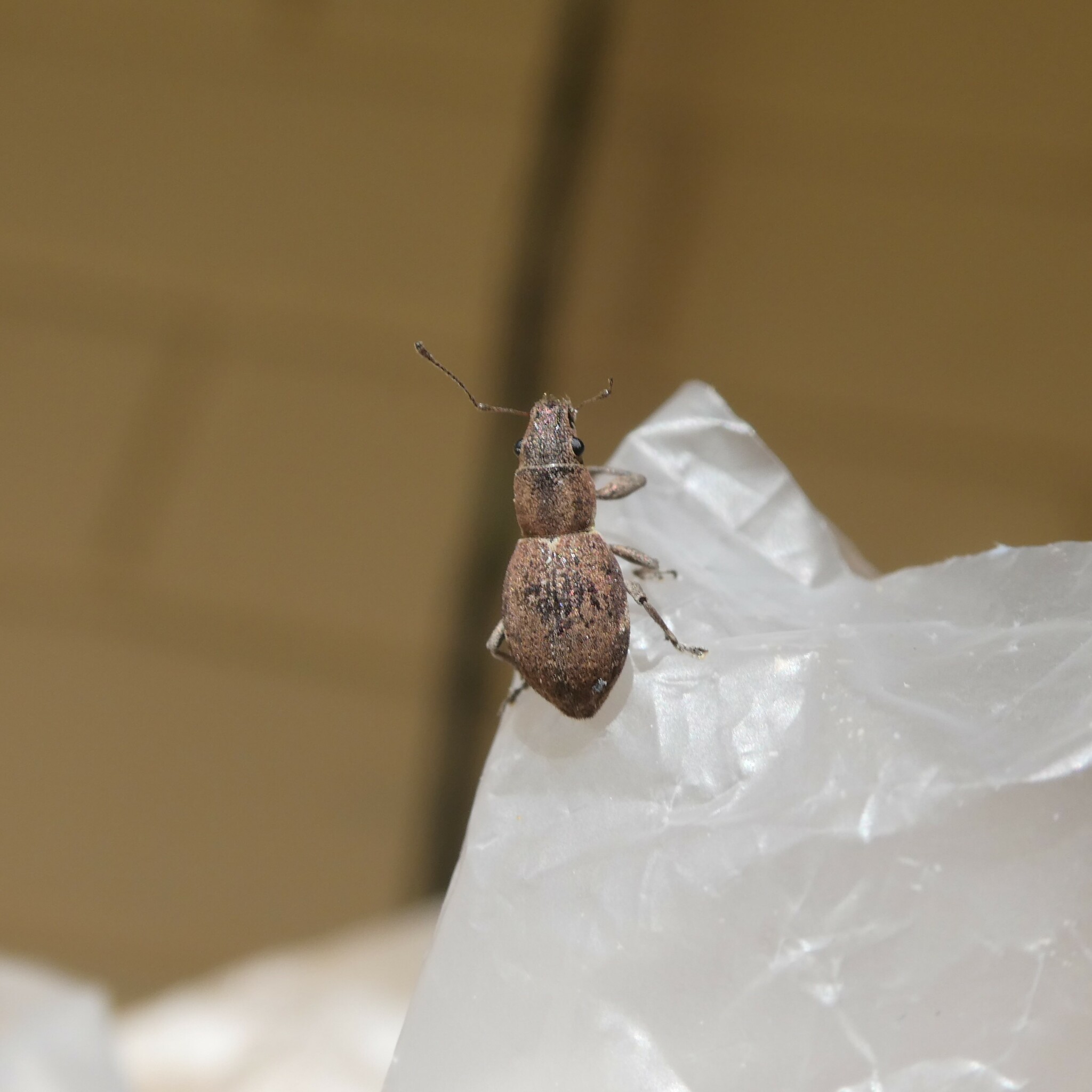 Pantomorus cervinus (Boheman, 1840)