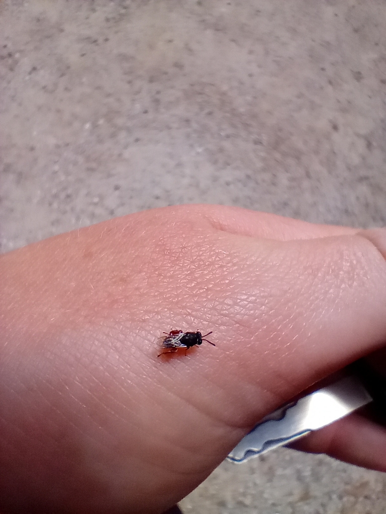 Chalcidid Wasps from Tahune Adventures, Tasmania on January 31, 2023 at ...