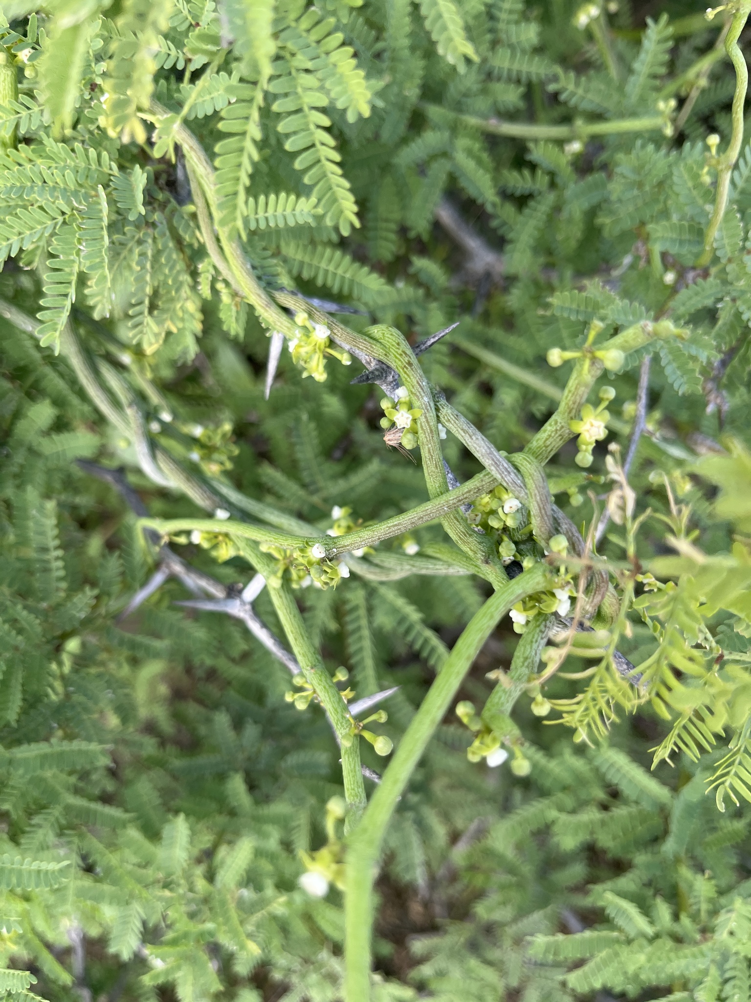 Cynanchum L.