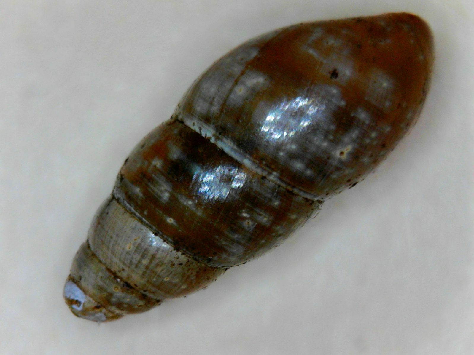 Cochlicopa A.Férussac, 1821