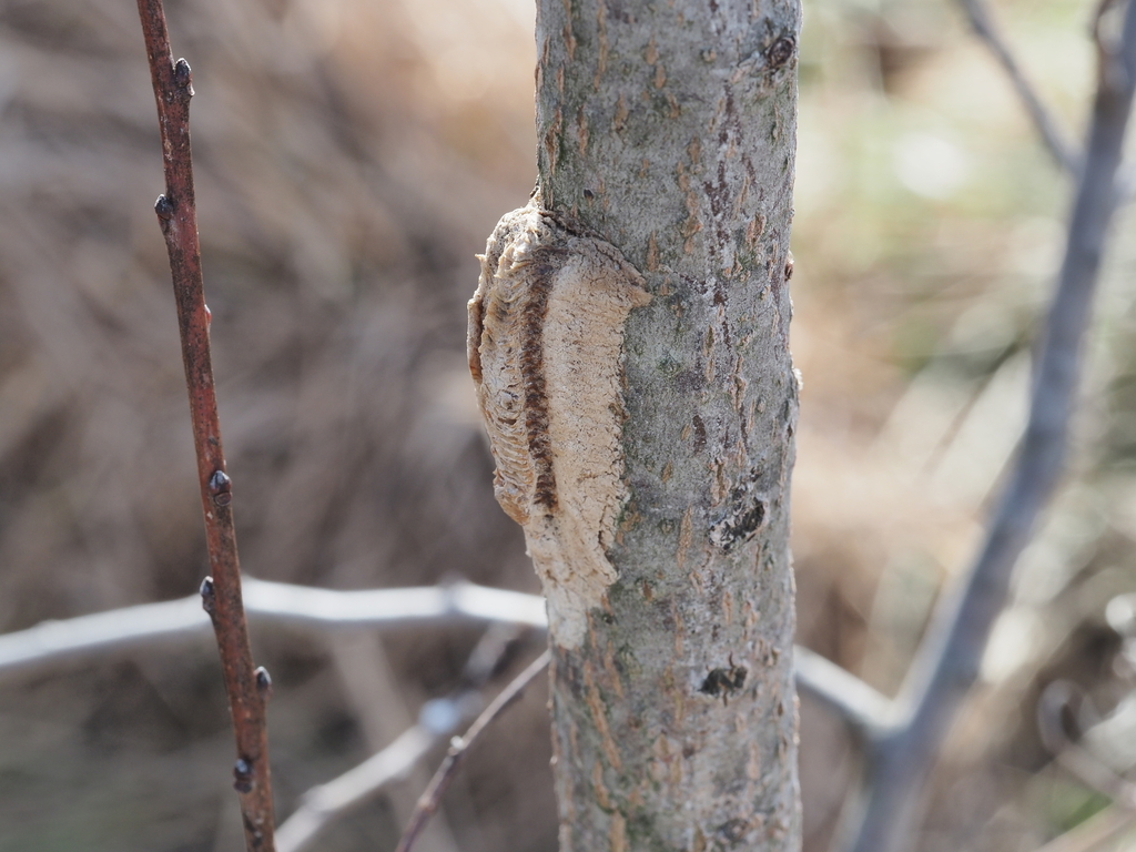 Narrow-winged Mantis from Kent County, MD, USA on February 05, 2023 at ...
