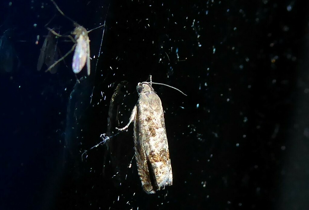 Gorse Pod Moth from Waikouaiti, New Zealand on February 01, 2023 at 09: ...
