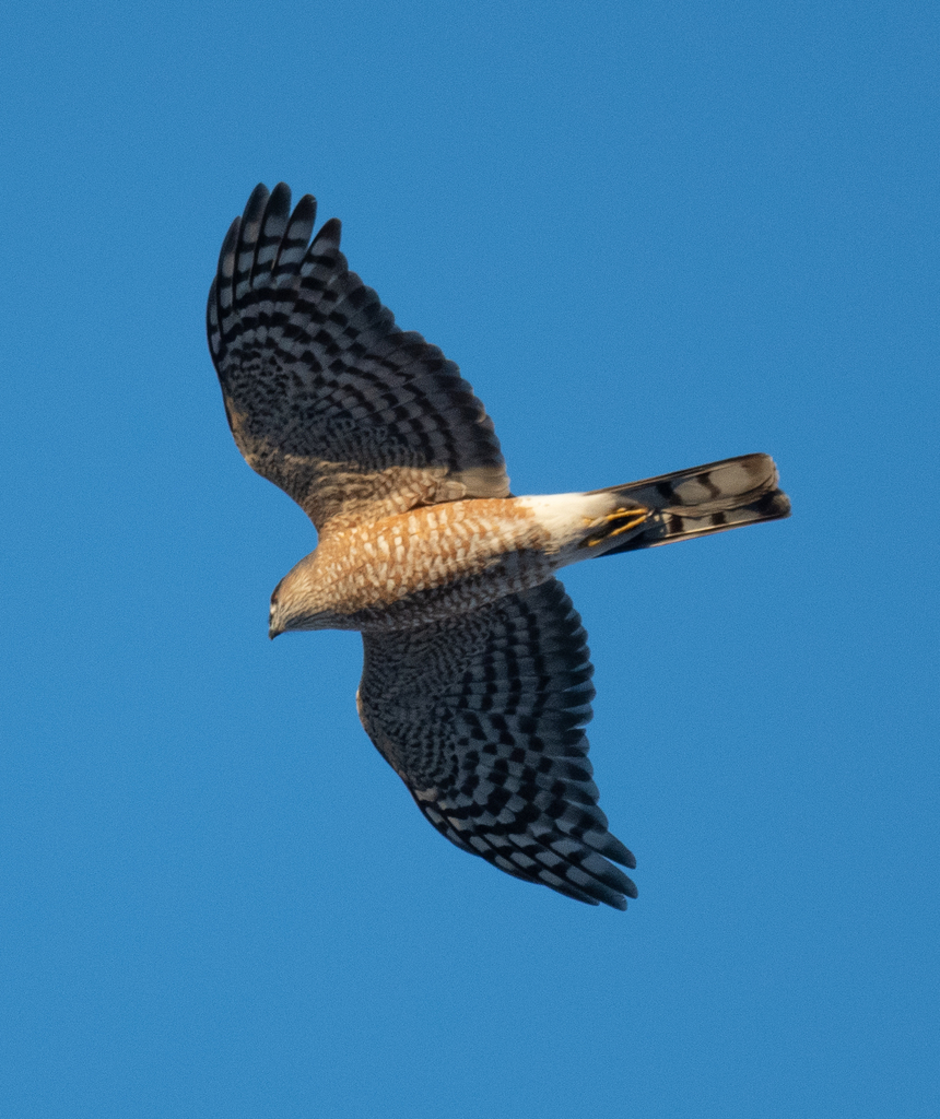 Sharp-shinned Hawk from Sandy Pond, Sandy, UT 84070, USA on February 5 ...