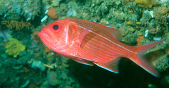 Fishes of Port Phillip Bay, Victoria · iNaturalist