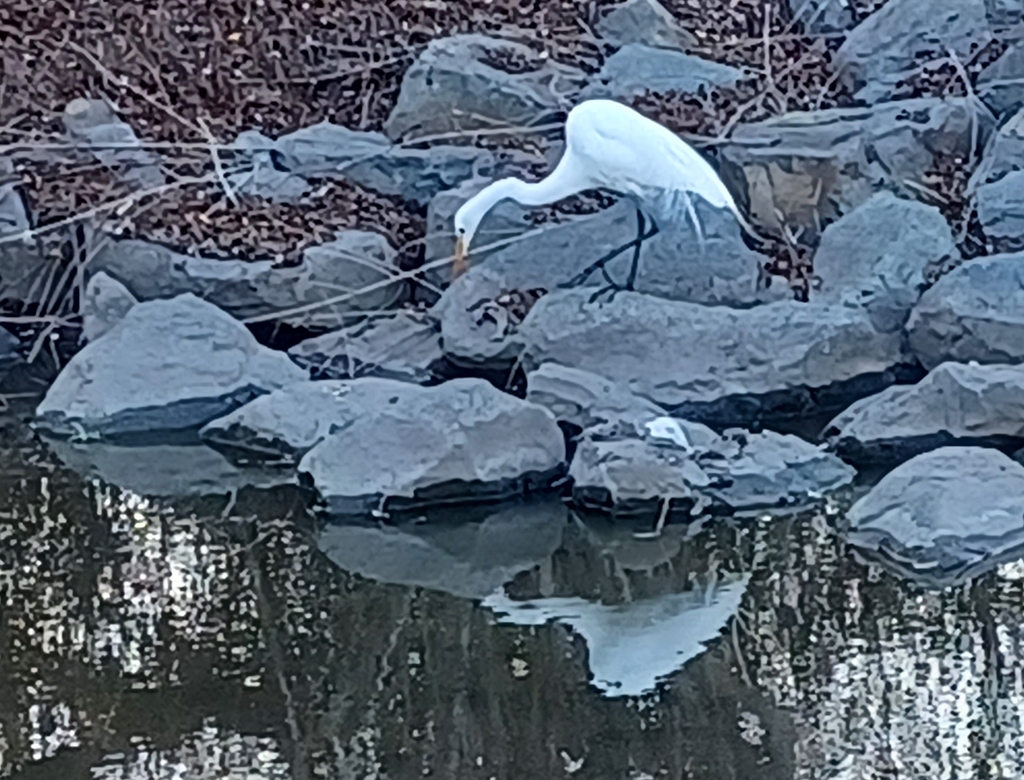 Great Egret from San Joaquin Marsh, Irvine, CA 92612, USA on February ...