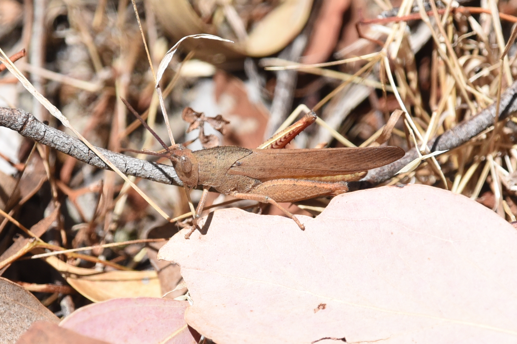 Goniaea australasiae (Leach, 1814)
