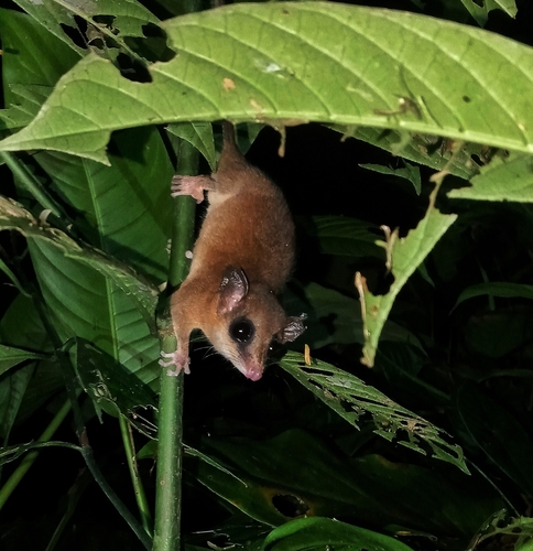 Tlacuache ratón mexicano (Marmosa mexicana subsp. mexicana)