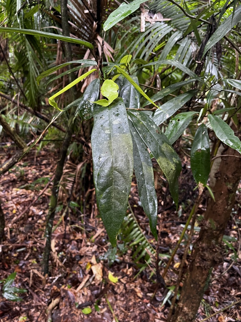 plants from Daintree National Park, Cape Tribulation, QLD, AU on ...
