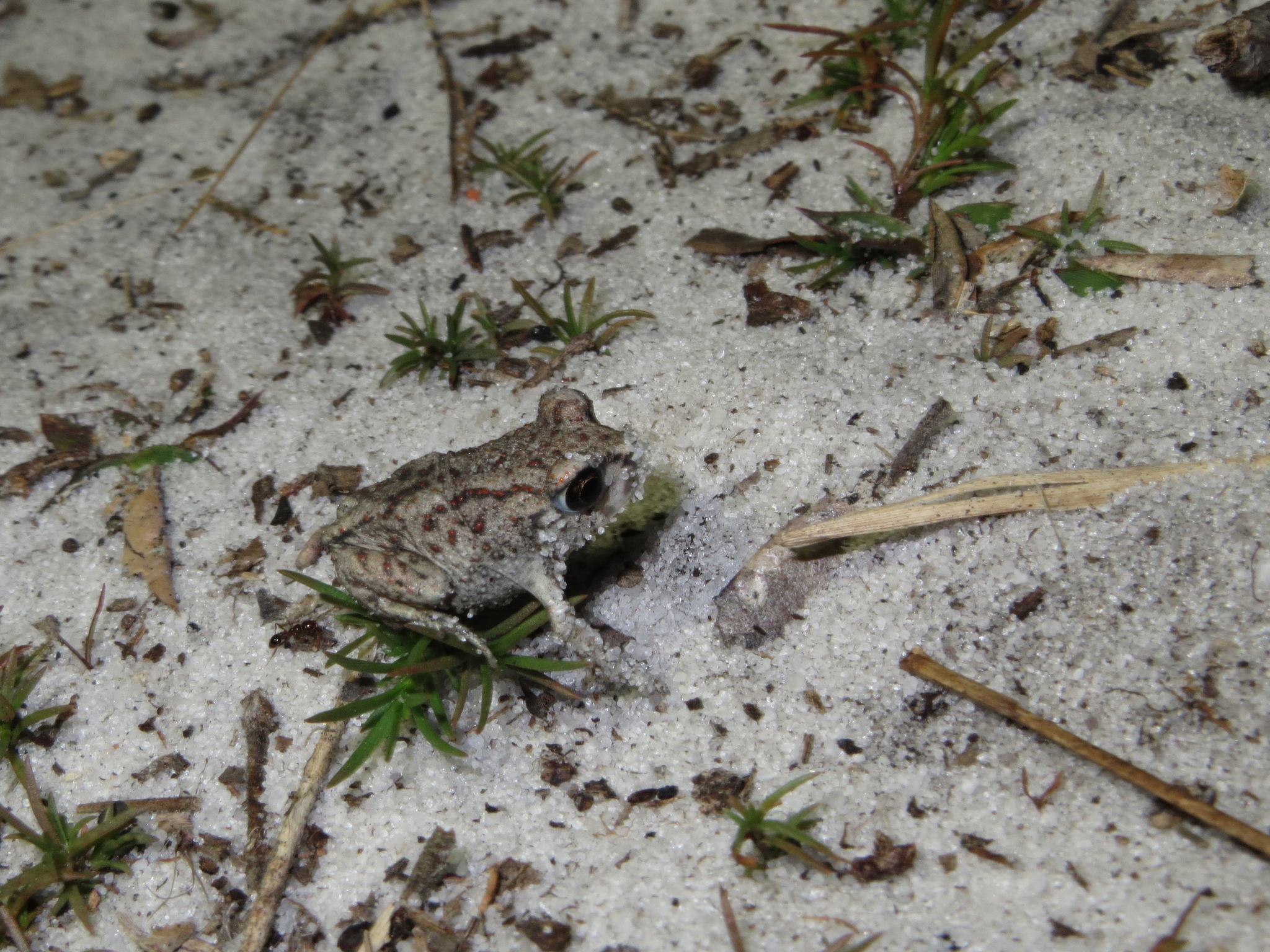 Scaphiopus holbrookii (Harlan, 1835)