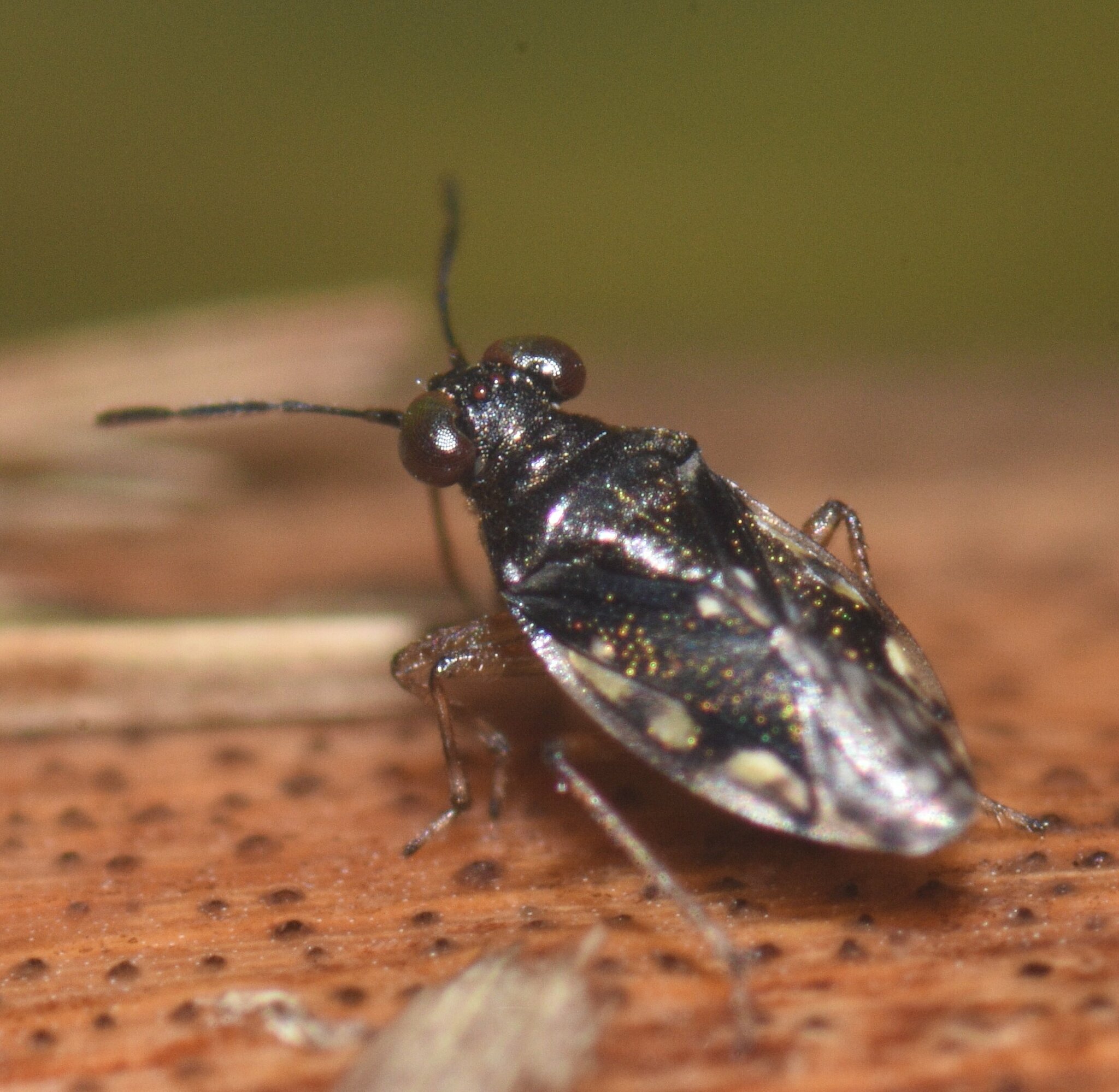 Saldidae