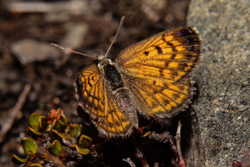 Canterbury Alpine Boulder Copper from Ashburton Lakes, New Zealand on ...
