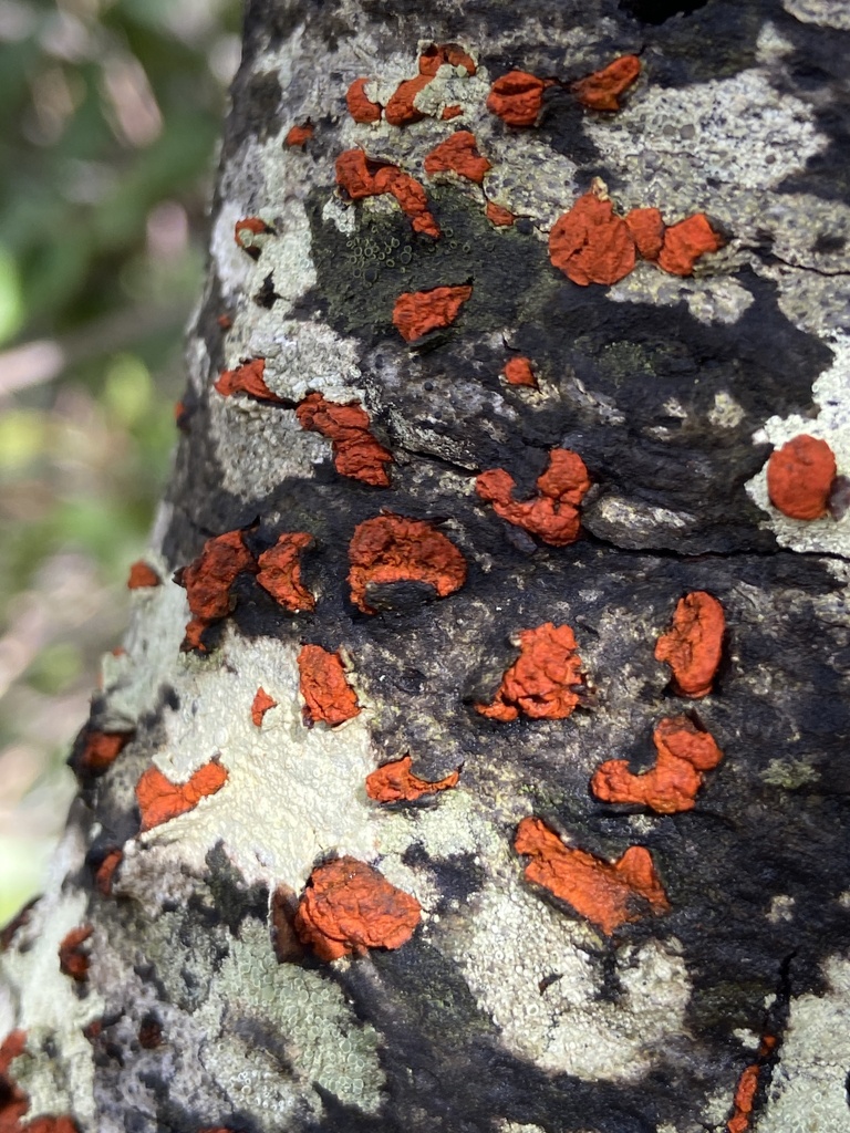 orange hobnail canker from Edgewood Park & Natural Preserve, Emerald ...