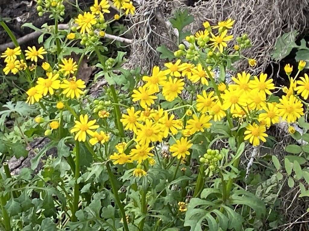 Great Plains Ragwort from Brazos Bend State Park, Needville, TX, US on ...