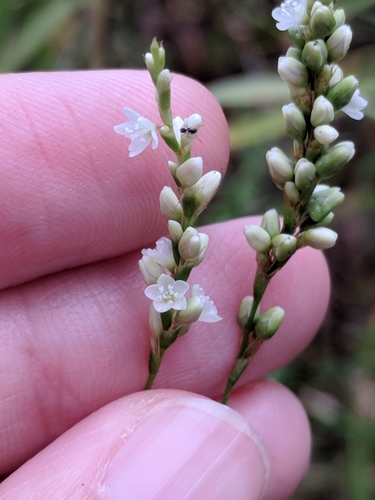 Polygonum setaceum · iNaturalist