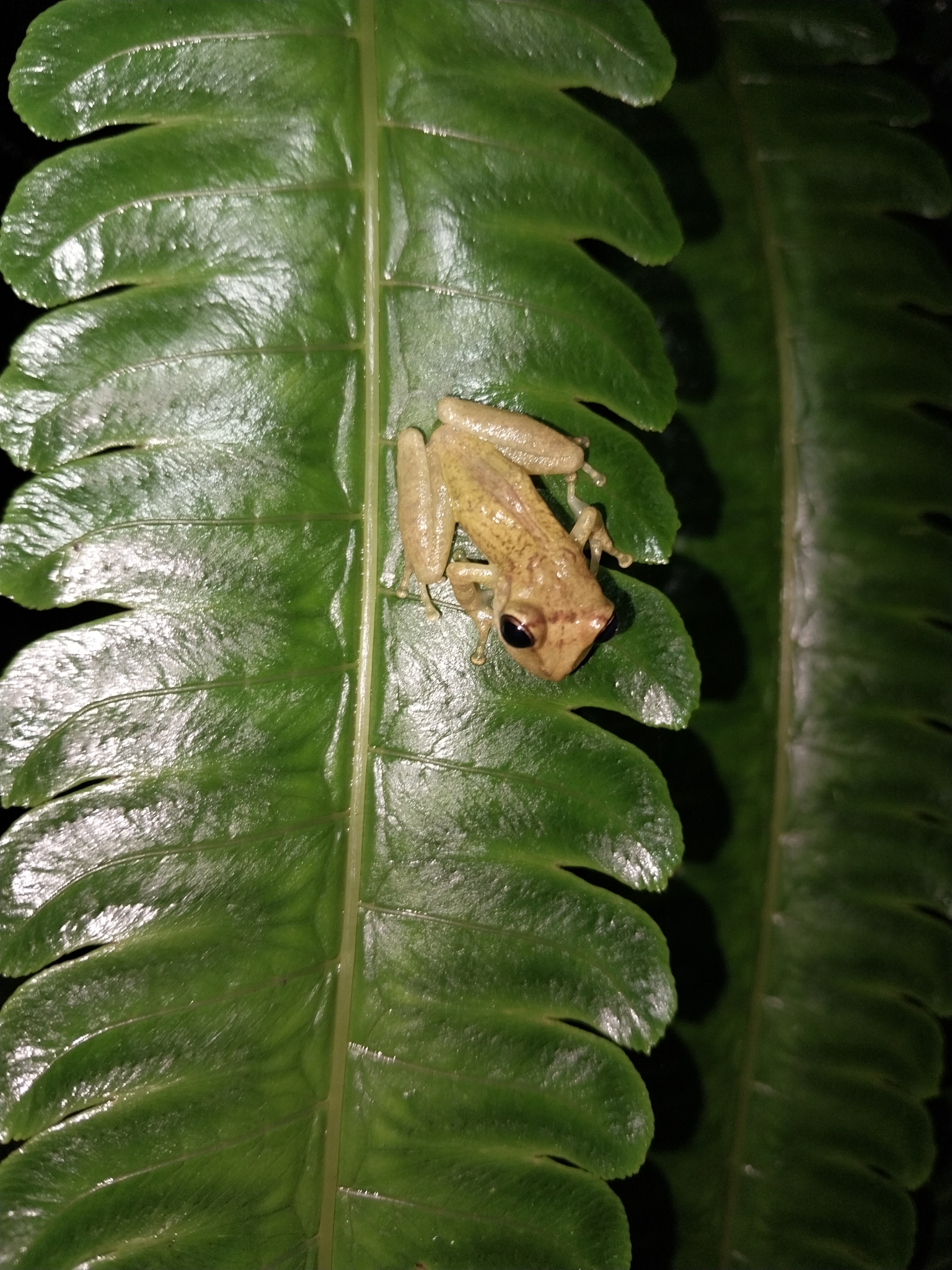 Flectonotus fitzgeraldi (Parker, 1934)