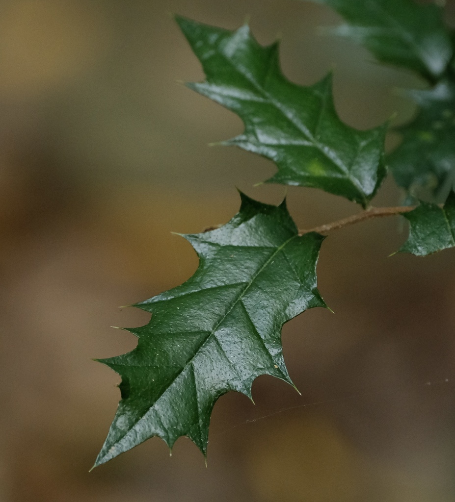 Axe handle Wood from Kondalilla National Park, Flaxton, QLD, AU on ...