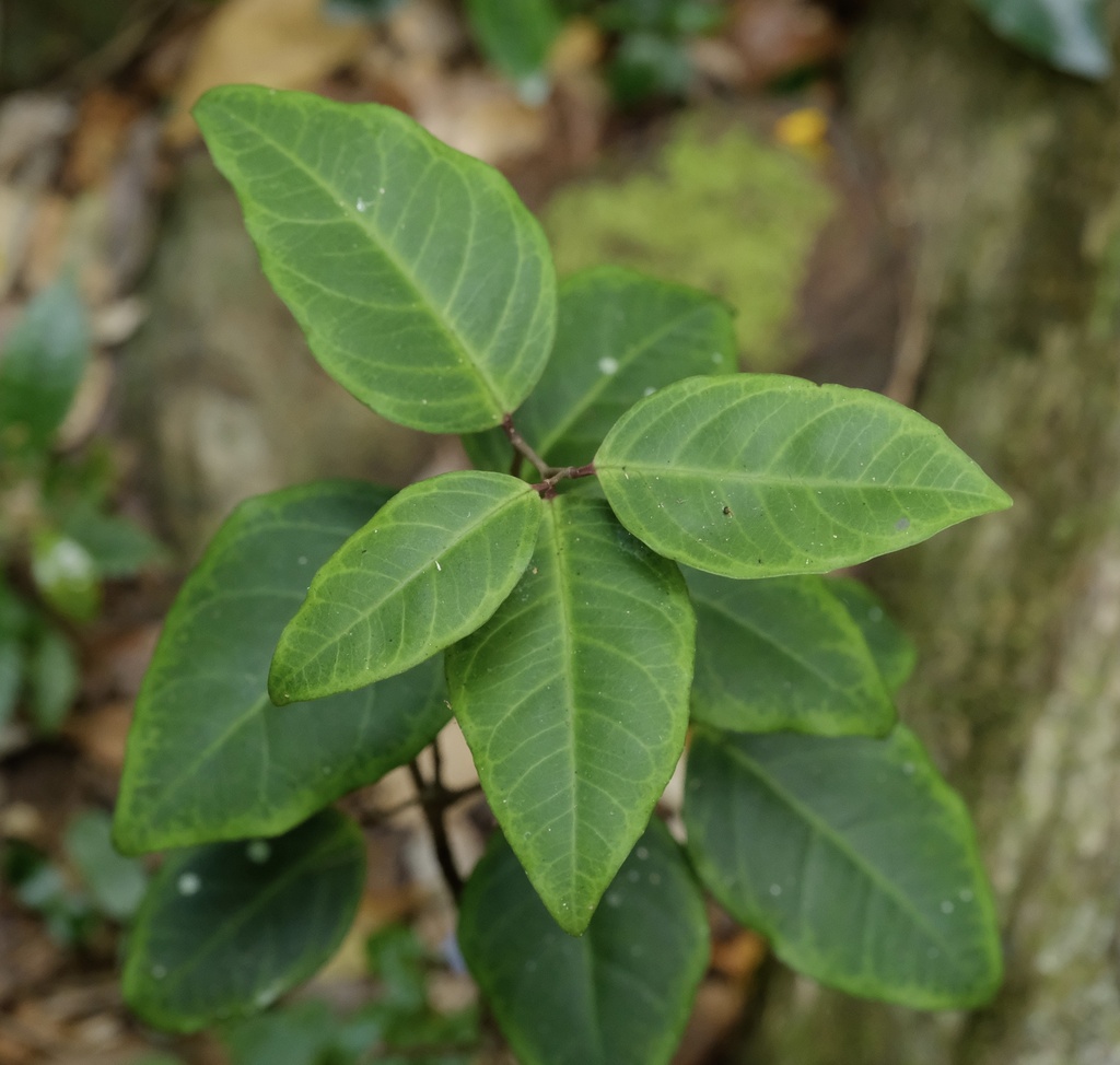 Embelia from Kondalilla National Park, Montville, QLD, AU on February ...