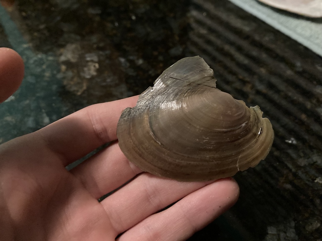 Pink Papershell from Missouri River, Washington, MO, US on February 5 ...