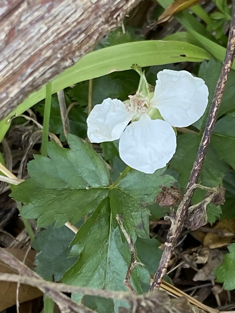 southern dewberry from Brazos Bend State Park, Needville, TX, US on ...