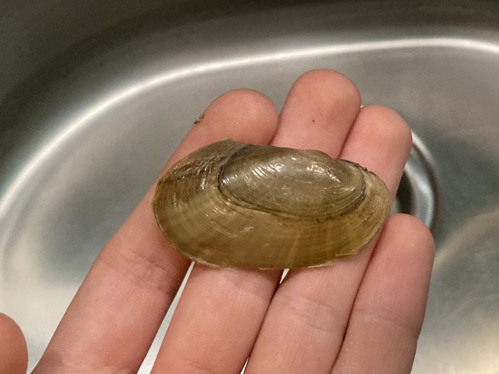 Fragile Papershell from Missouri River, Washington, MO, US on February ...