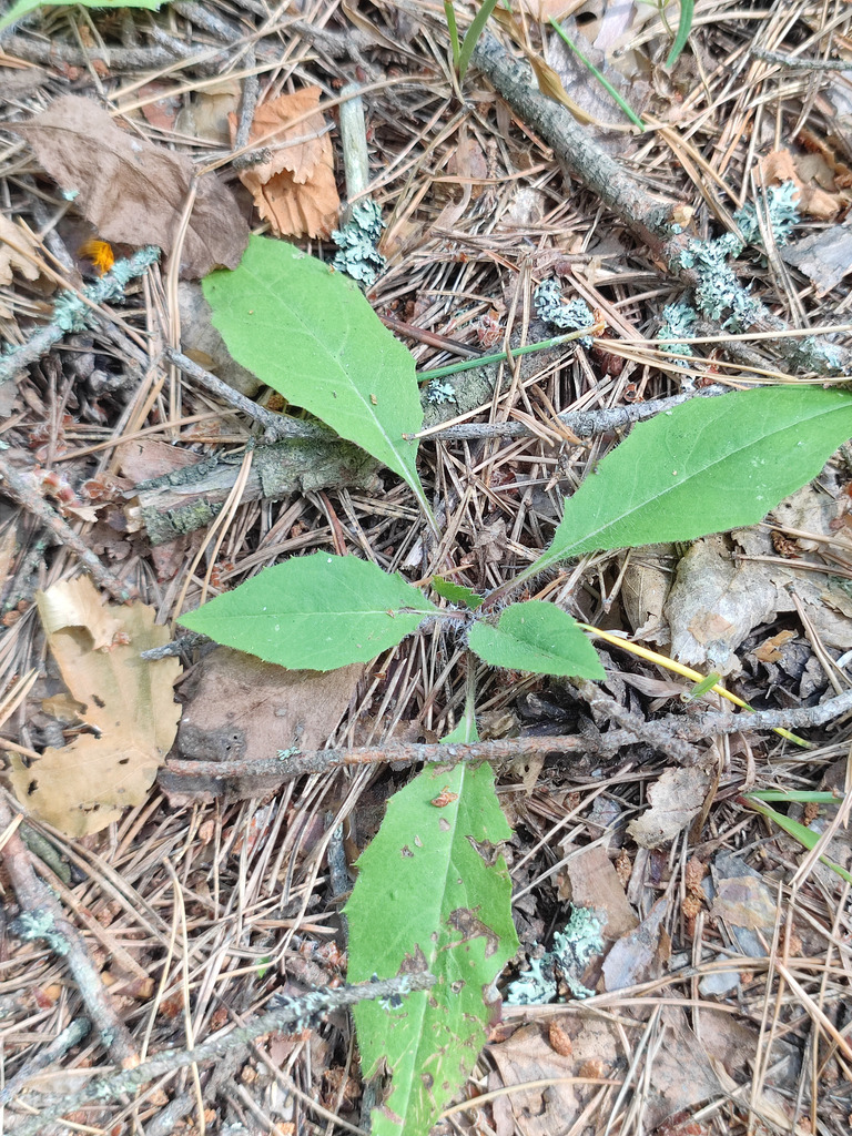 Hieracium subpellucidum from O2-4 (БАМ - Швецова Стража), Гусь ...