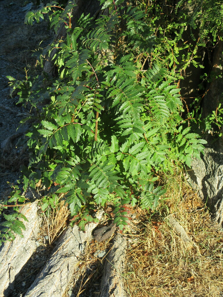 European mountain ash from Frankton, Queenstown, New Zealand on ...