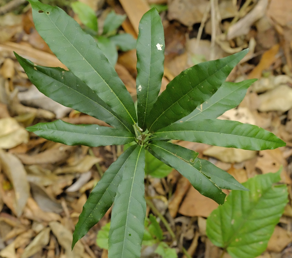 carronia from Kondalilla National Park, Flaxton, QLD, AU on February 6 ...