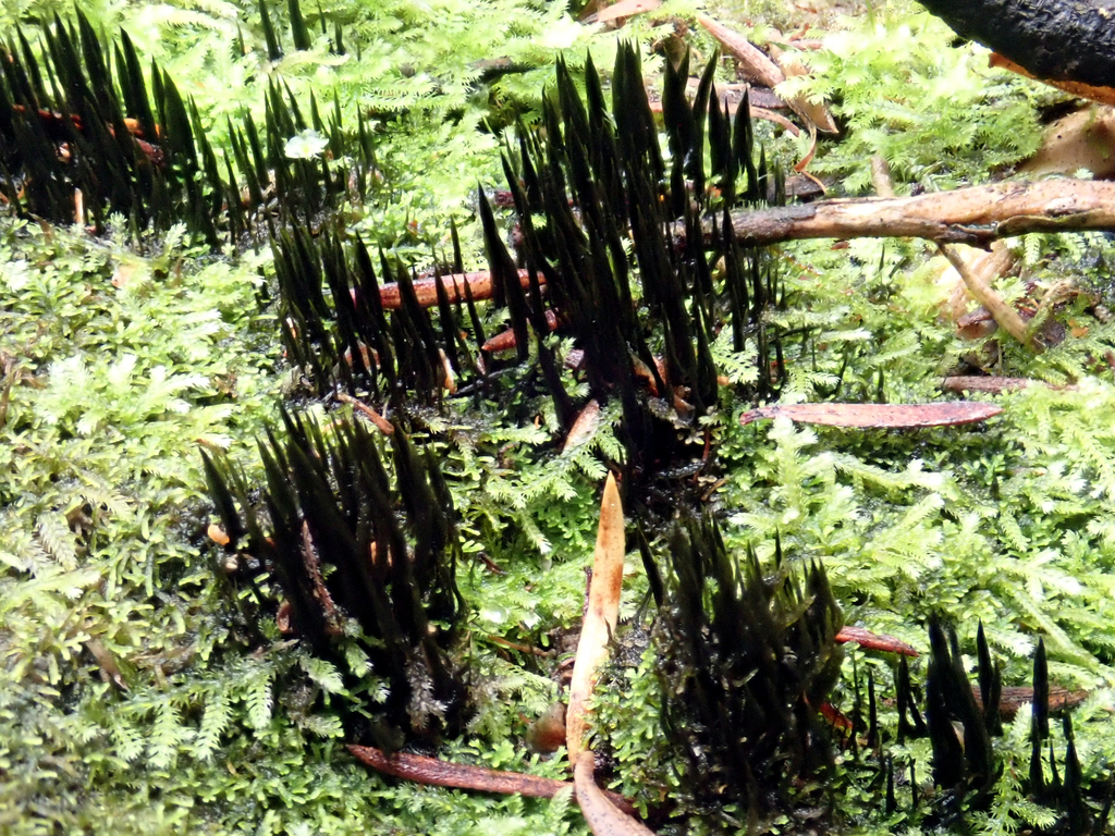 Ascomycete Fungi from Auckland, Waitemata Harbour, Kauri Point (Kendall ...