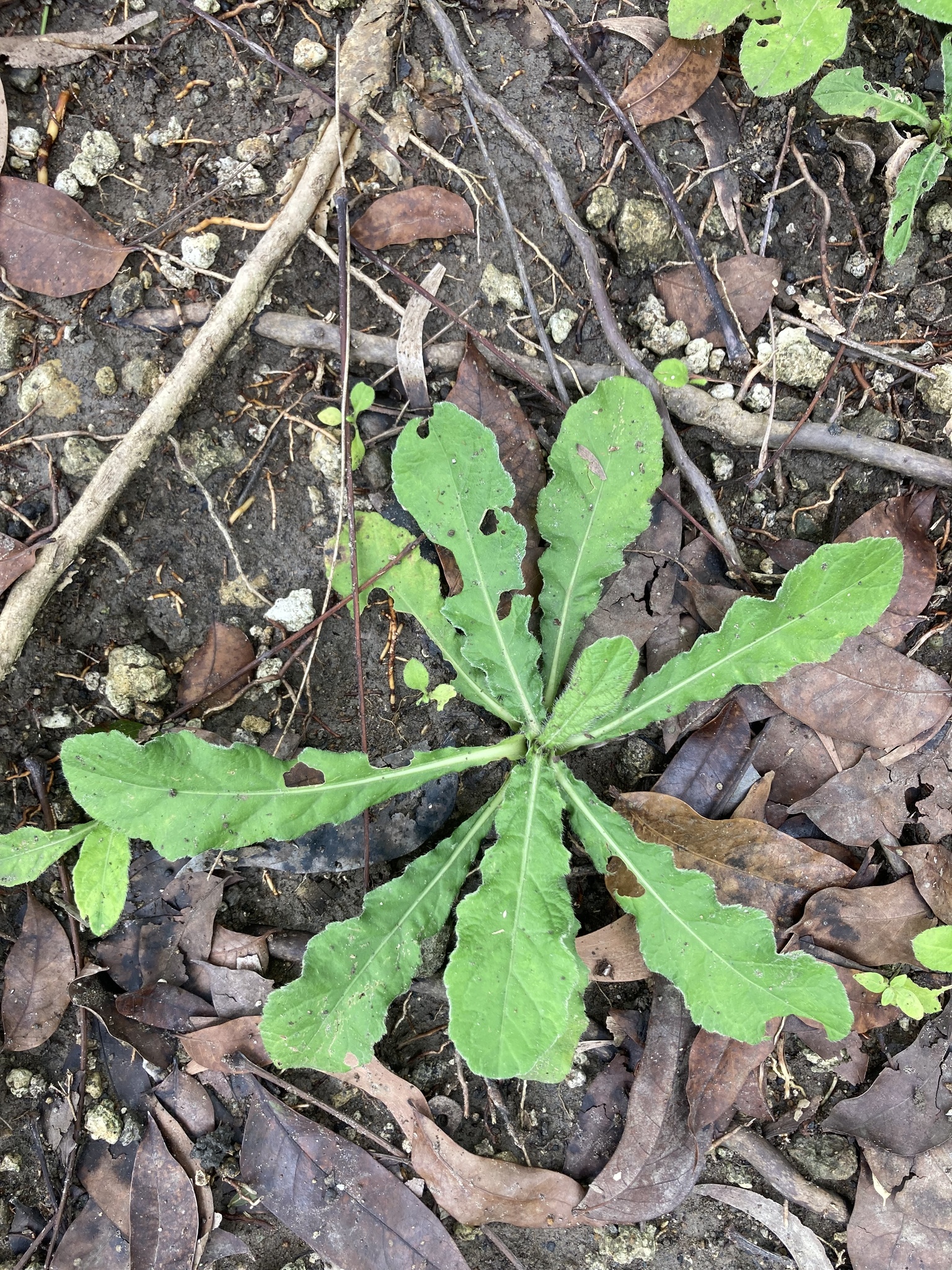 Elephantopus scaber L.