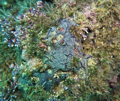 Mycale magnirhaphidifera · NaturaLista Colombia