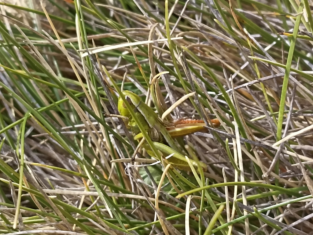 Sigaus crassicauda from 7096, New Zealand on January 25, 2023 at 09:33 ...