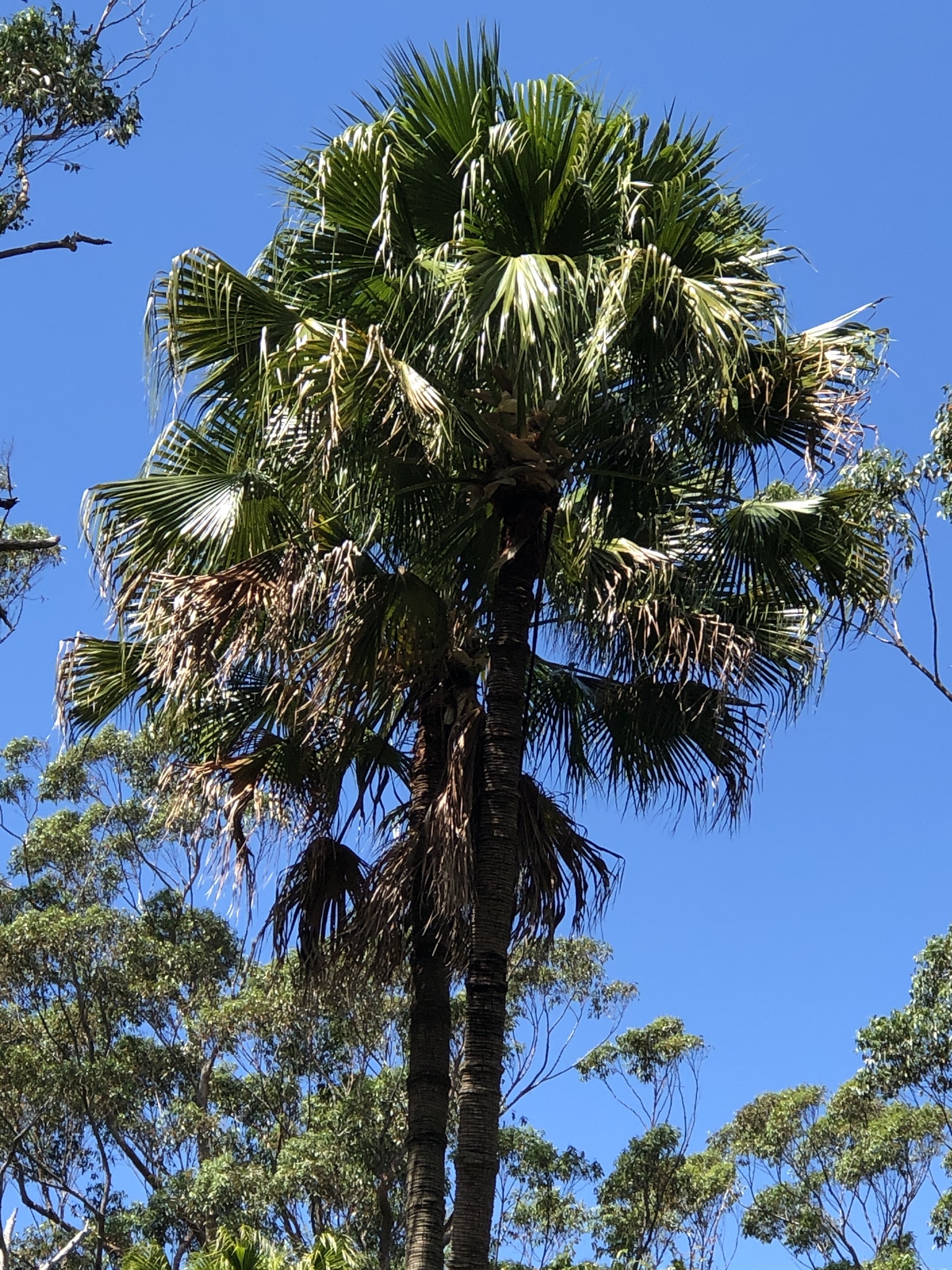 Livistona australis (R.Br.) Mart.