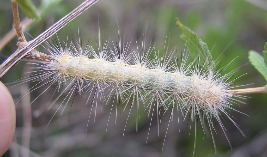 Tiger Moths from Santa Cruz County, AZ, USA on August 25, 2007 at 08:13 ...