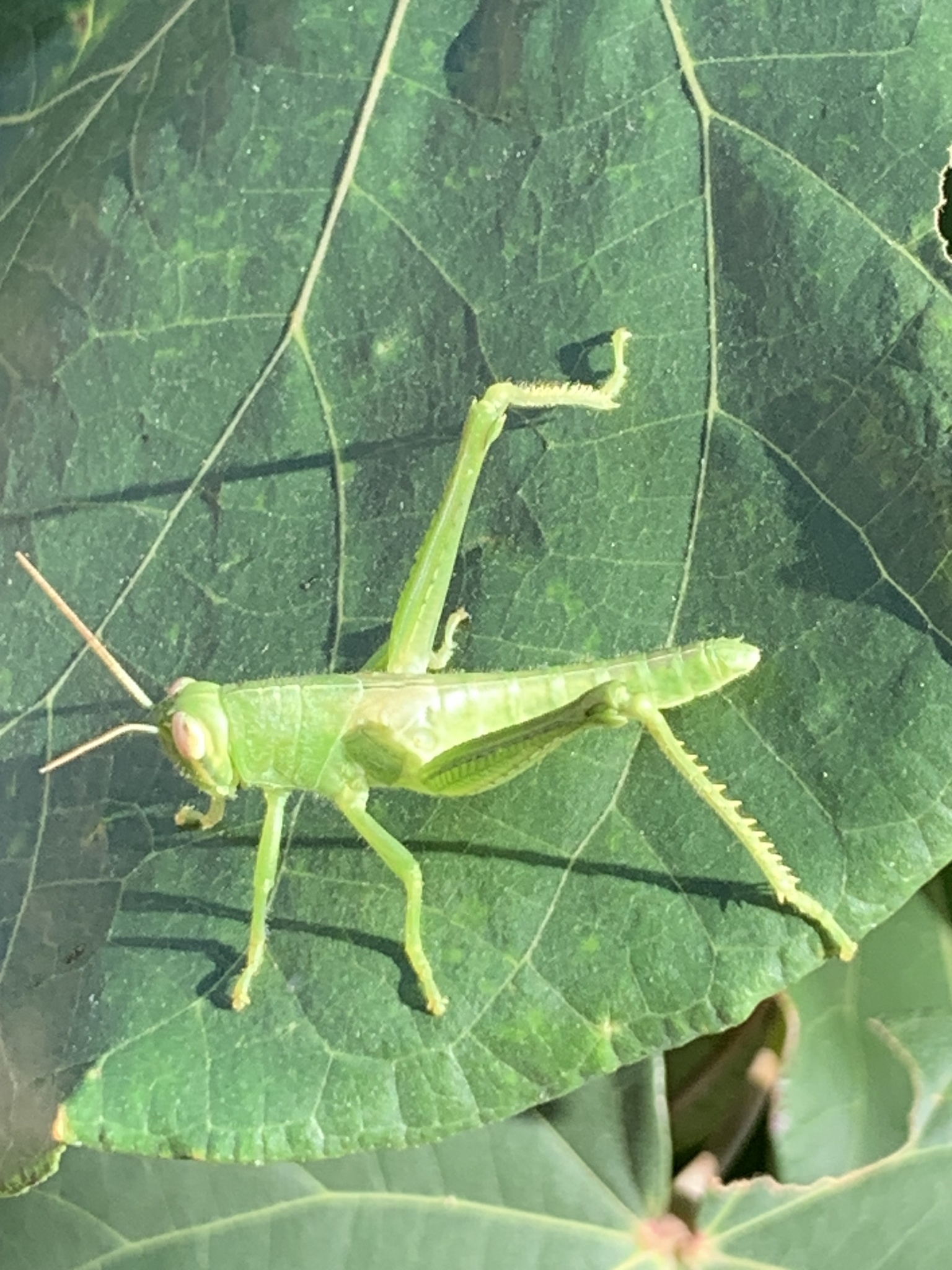 Valanga nigricornis (Burmeister, 1838)