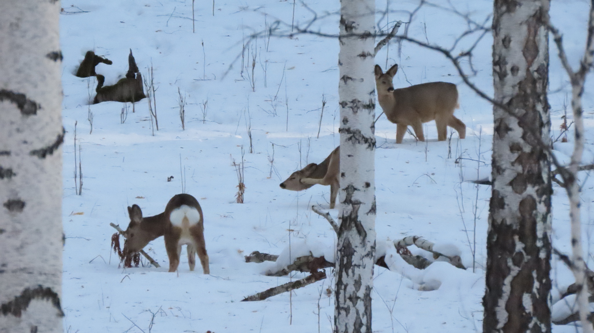 Capreolus pygargus (Pallas, 1771)