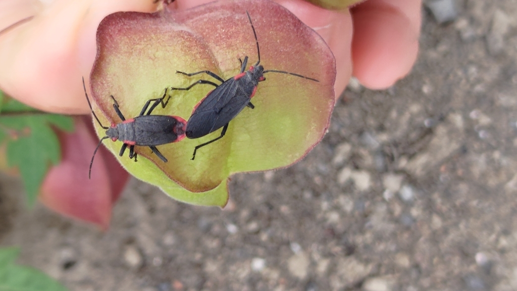 Red-shouldered Bug from 737台灣台南市鹽水區7-5 on February 06, 2023 at 01:06 PM ...