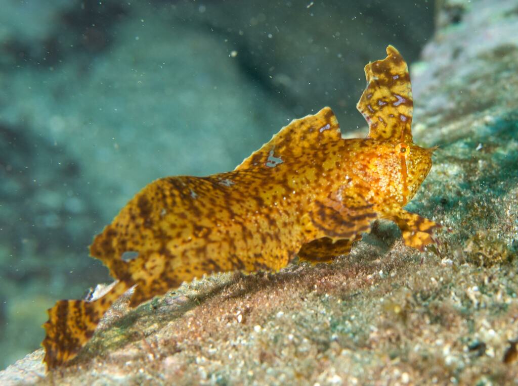 Yellow Crested Weedfish from 1 Bower Ln, Manly NSW 2095, Australia on ...