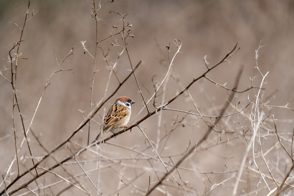 Eurasian Tree Sparrow from Taipei, Taipei, Taiwan on January 09, 2023 ...