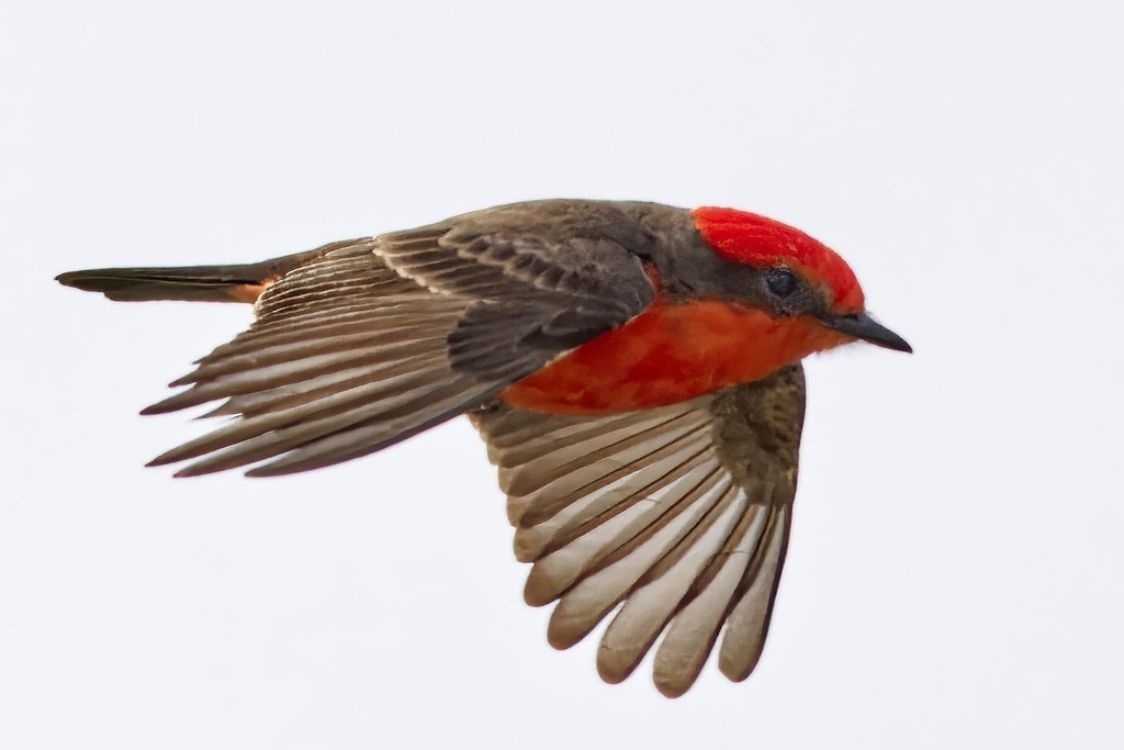 Mosquero cardenal (Aves del norte de Aguascalientes) · iNaturalist