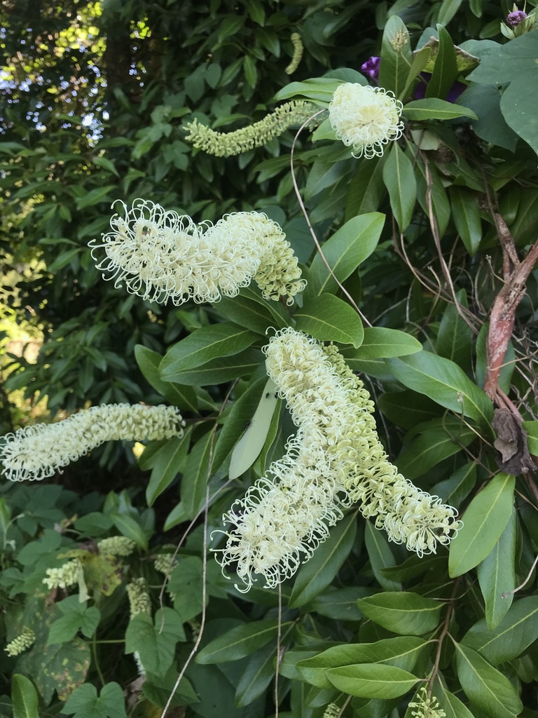 ivory curl tree from Pacific Highway, Rossglen, NSW, AU on February 6 ...