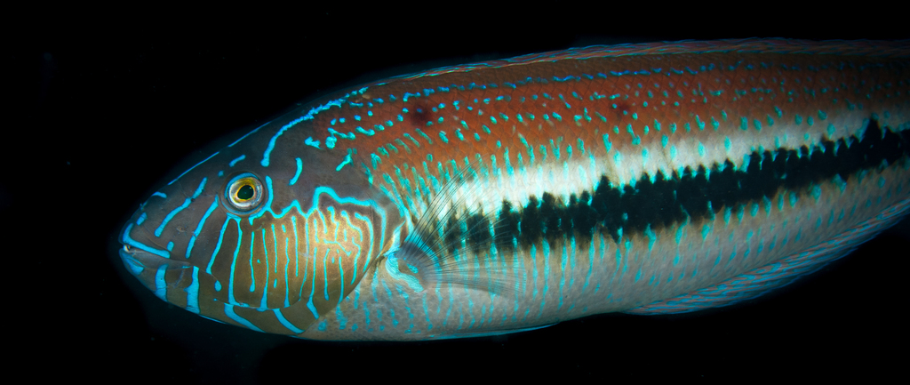 Southern Maori Wrasse (Ophthalmolepis lineolata) - Marine Life ...